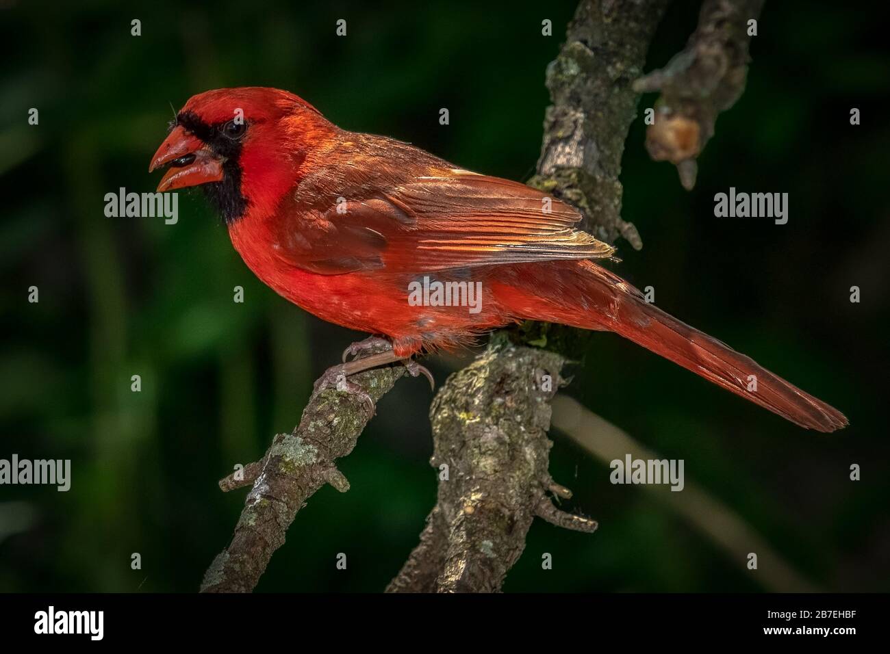 Northern Cardinal (Cardinalis cardinalis Stock Photo - Alamy