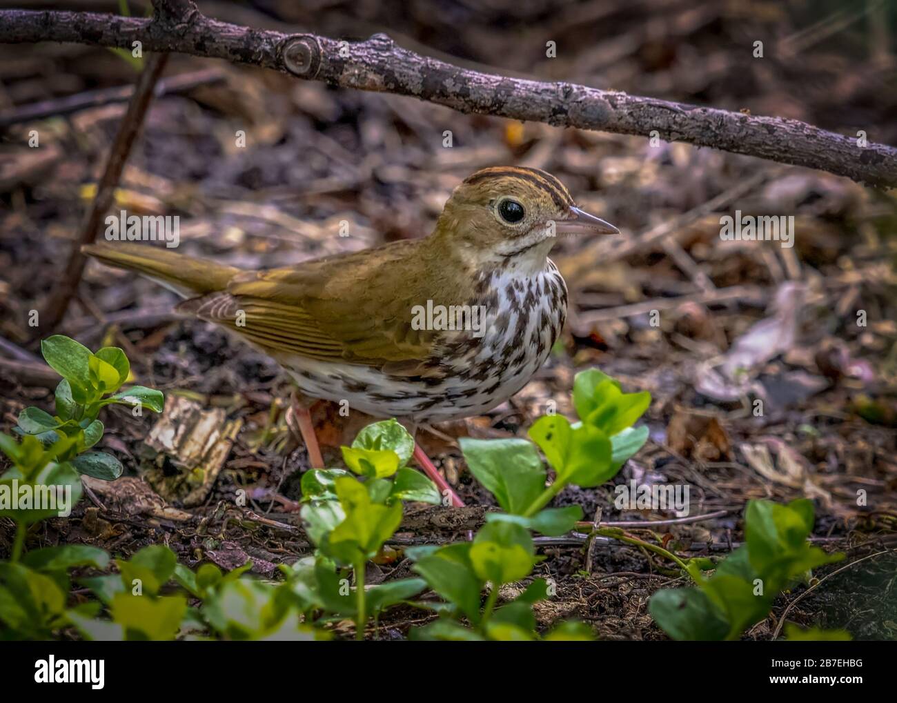Ovenbird nest hi-res stock photography and images - Alamy