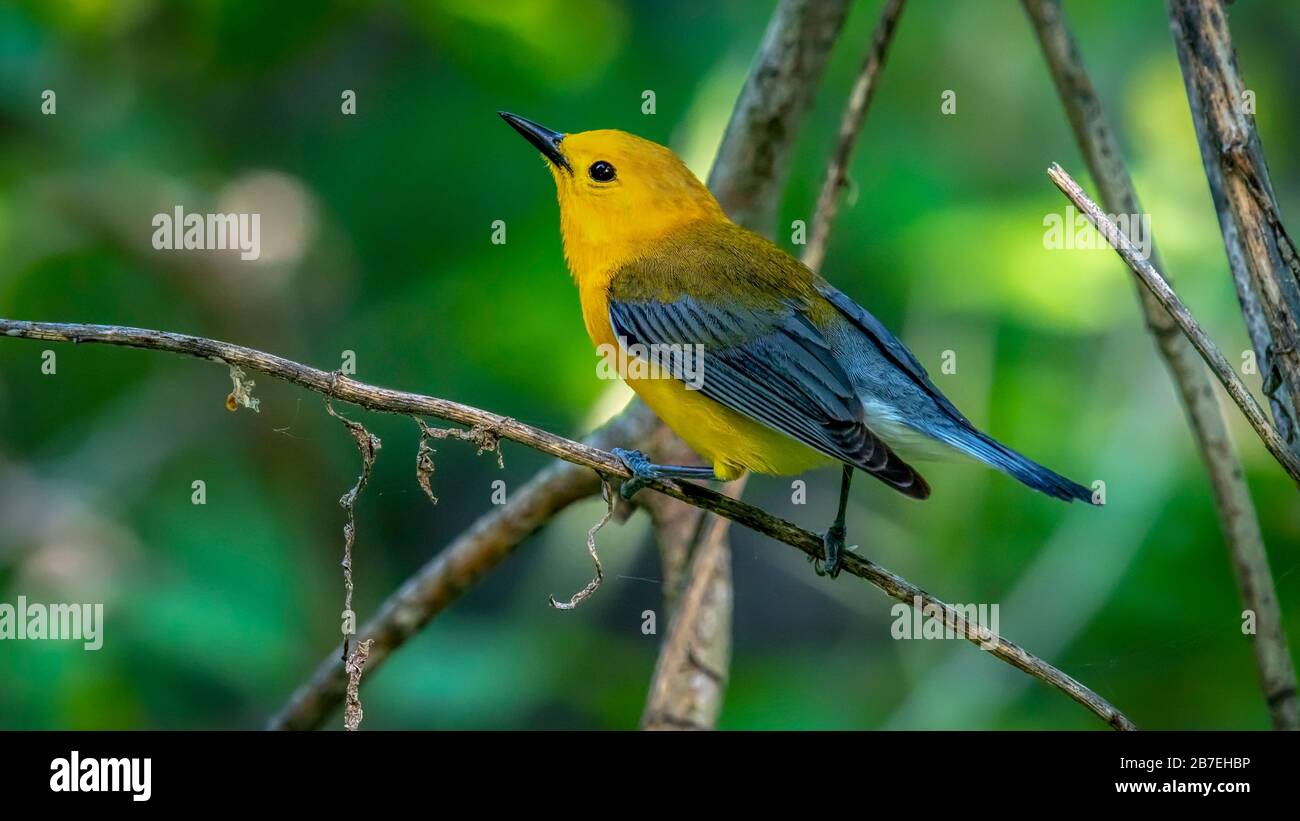 Prothonotary warblers hi-res stock photography and images - Alamy