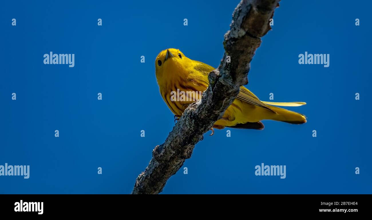 Yellow Warbler (Setophaga petechia Stock Photo - Alamy