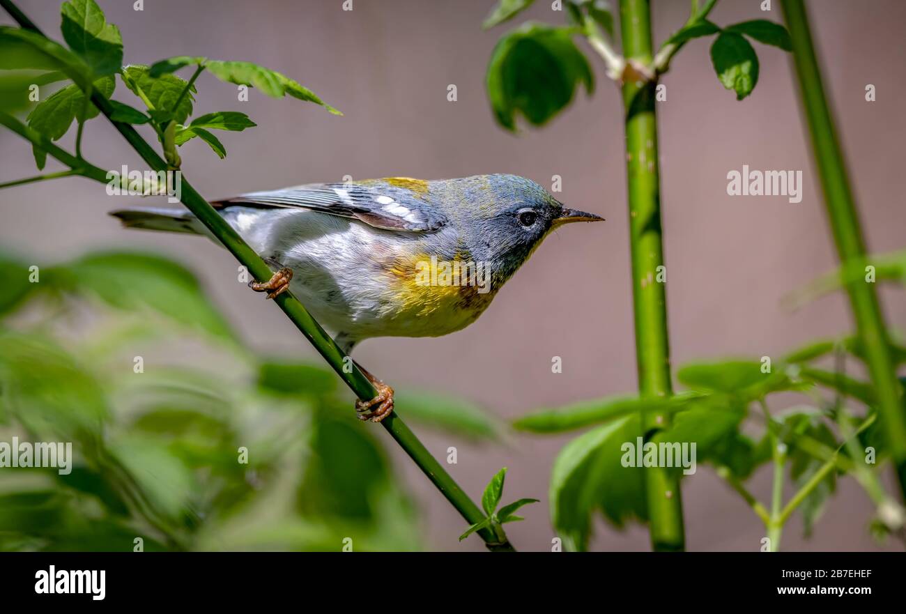 Northern Parula (Setophaga americana Stock Photo - Alamy