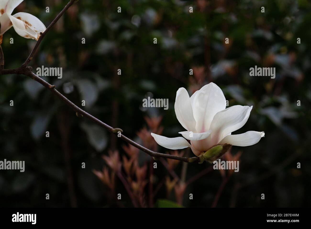 Magnolia tree in central park hi-res stock photography and images - Alamy