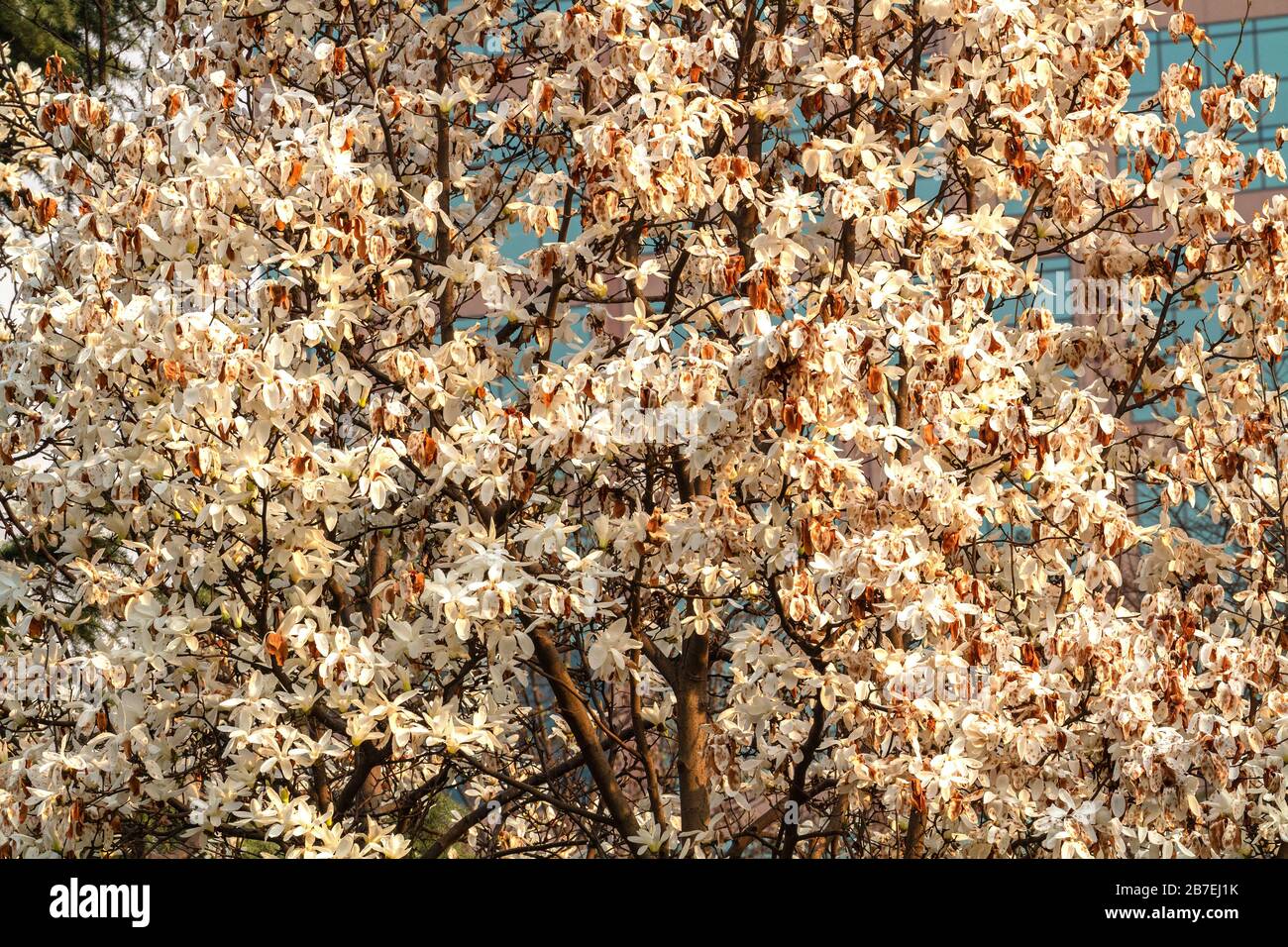 Magnolia (denudata) flowers, the official city flower of Shanghai ...