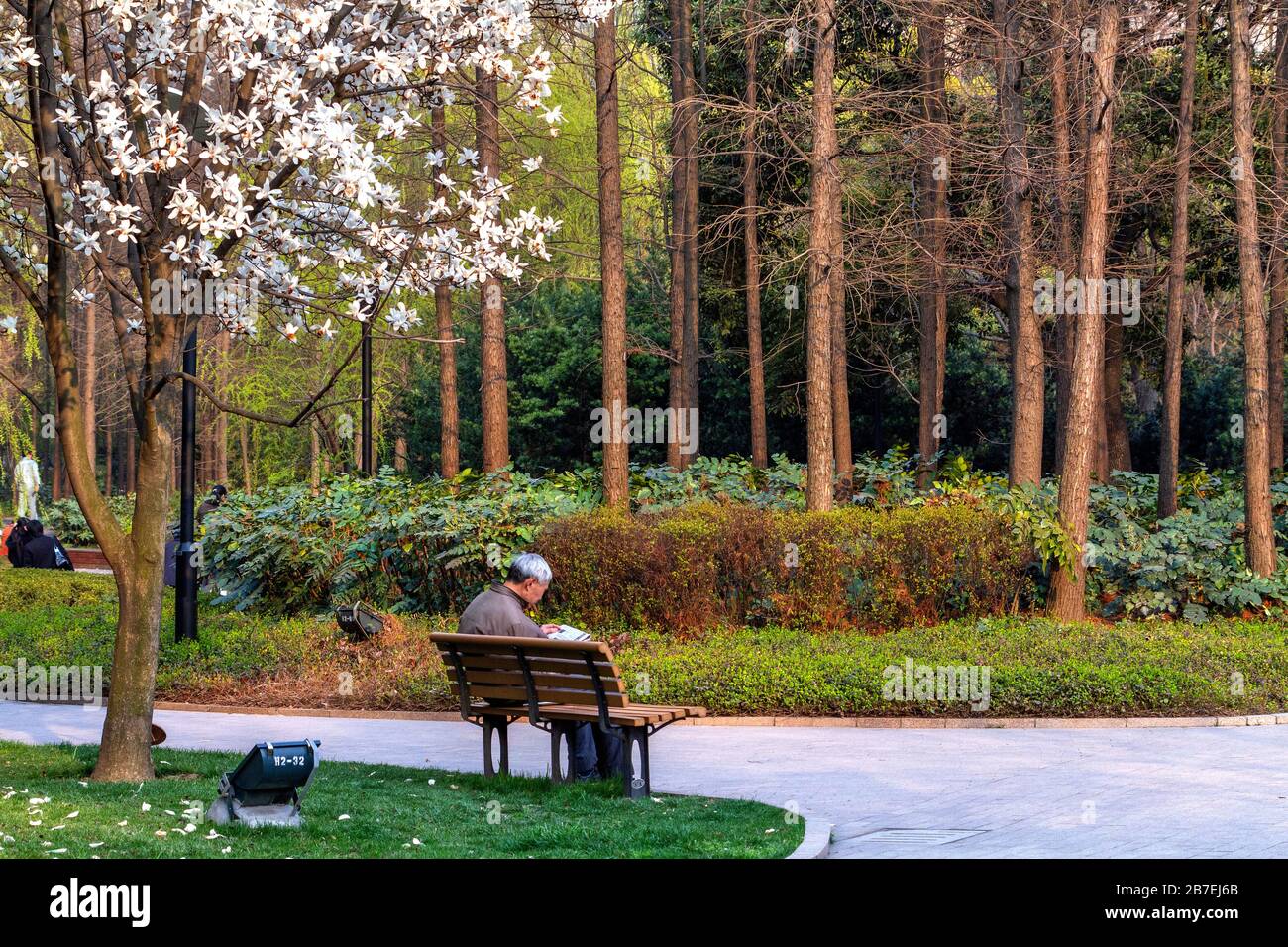 Magnolia (denudata) flower, the official city flower of Shanghai ...
