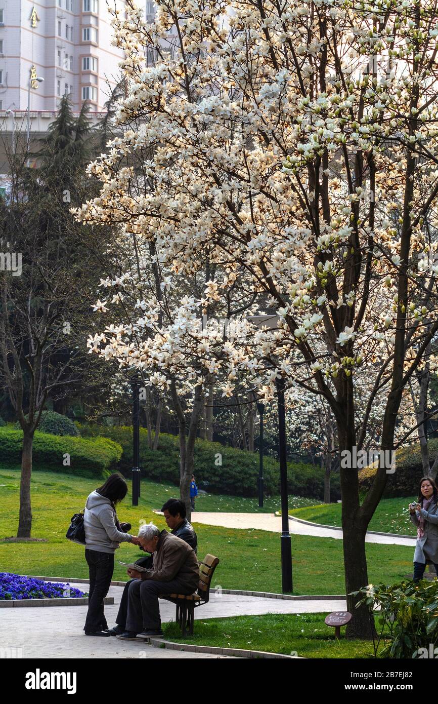 Magnolia (denudata) flowers, the official city flower of Shanghai ...