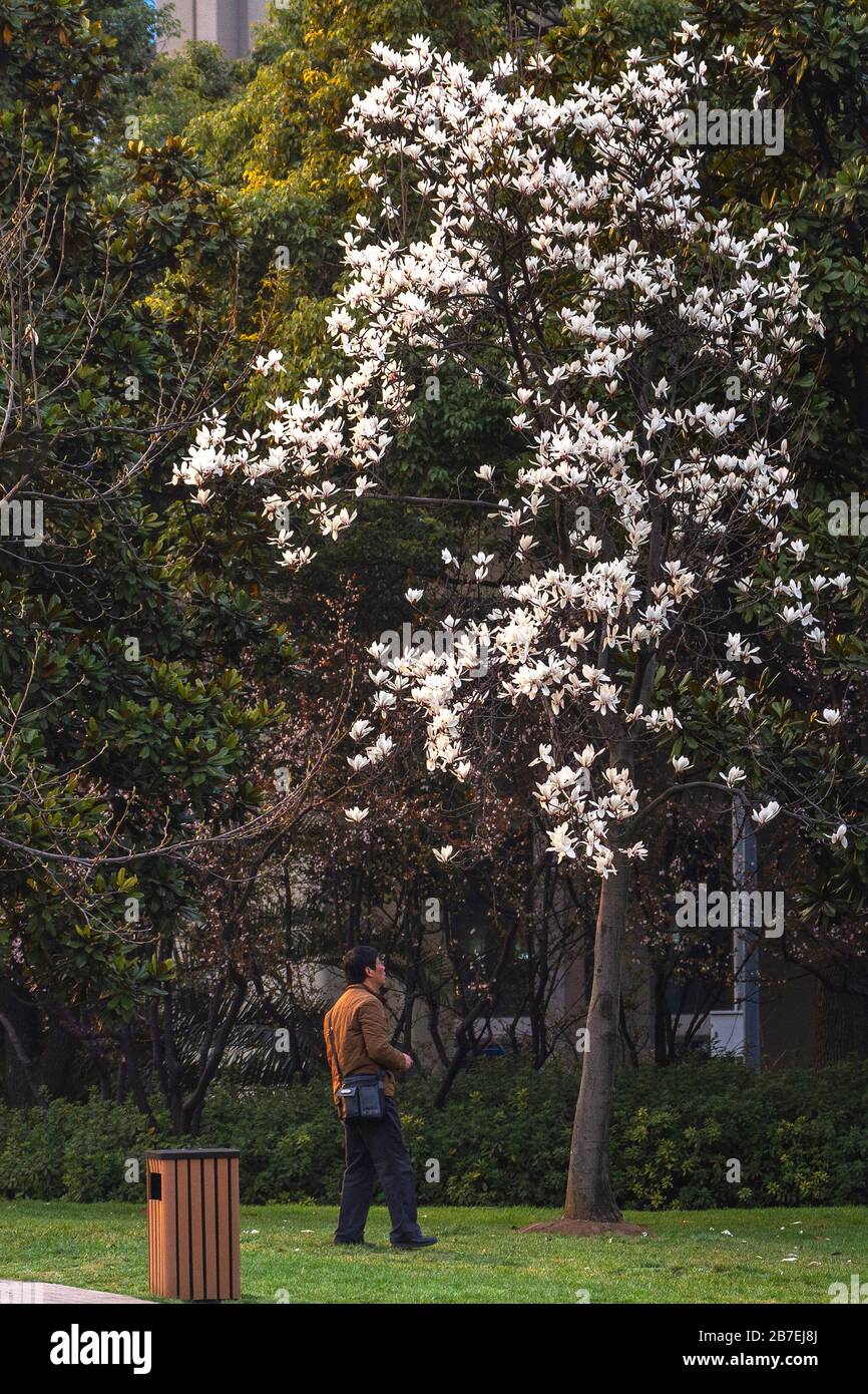 Man and magnolia trees hi-res stock photography and images - Alamy