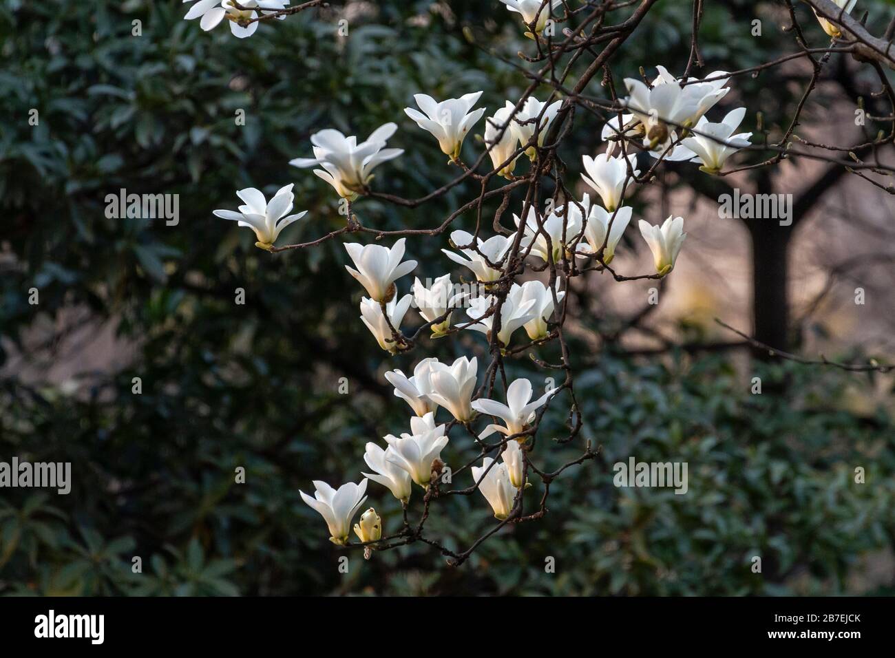 Deudata hi-res stock photography and images - Alamy