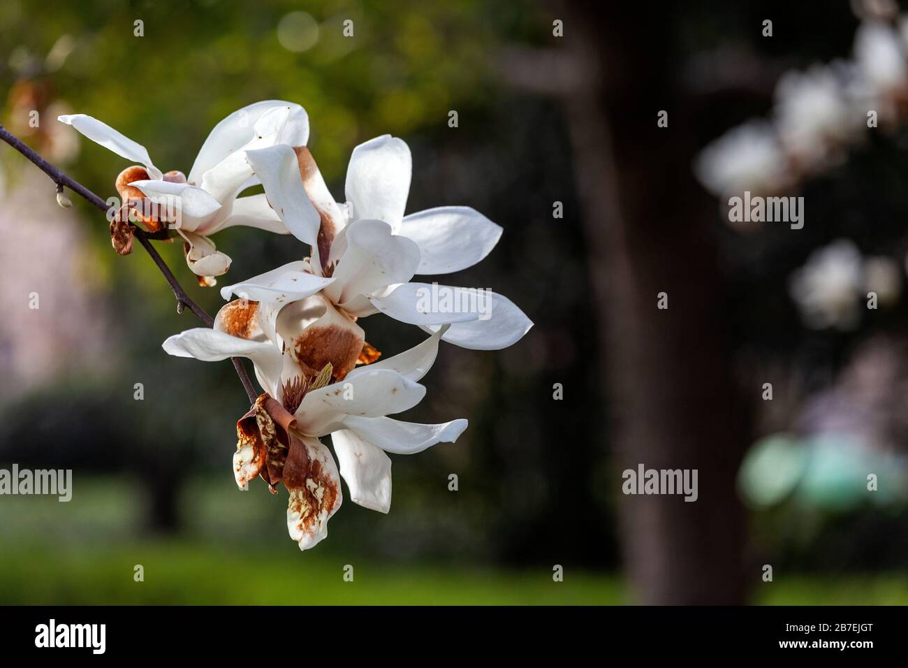 Magnolia (denudata) flowers, the official city flower of Shanghai ...
