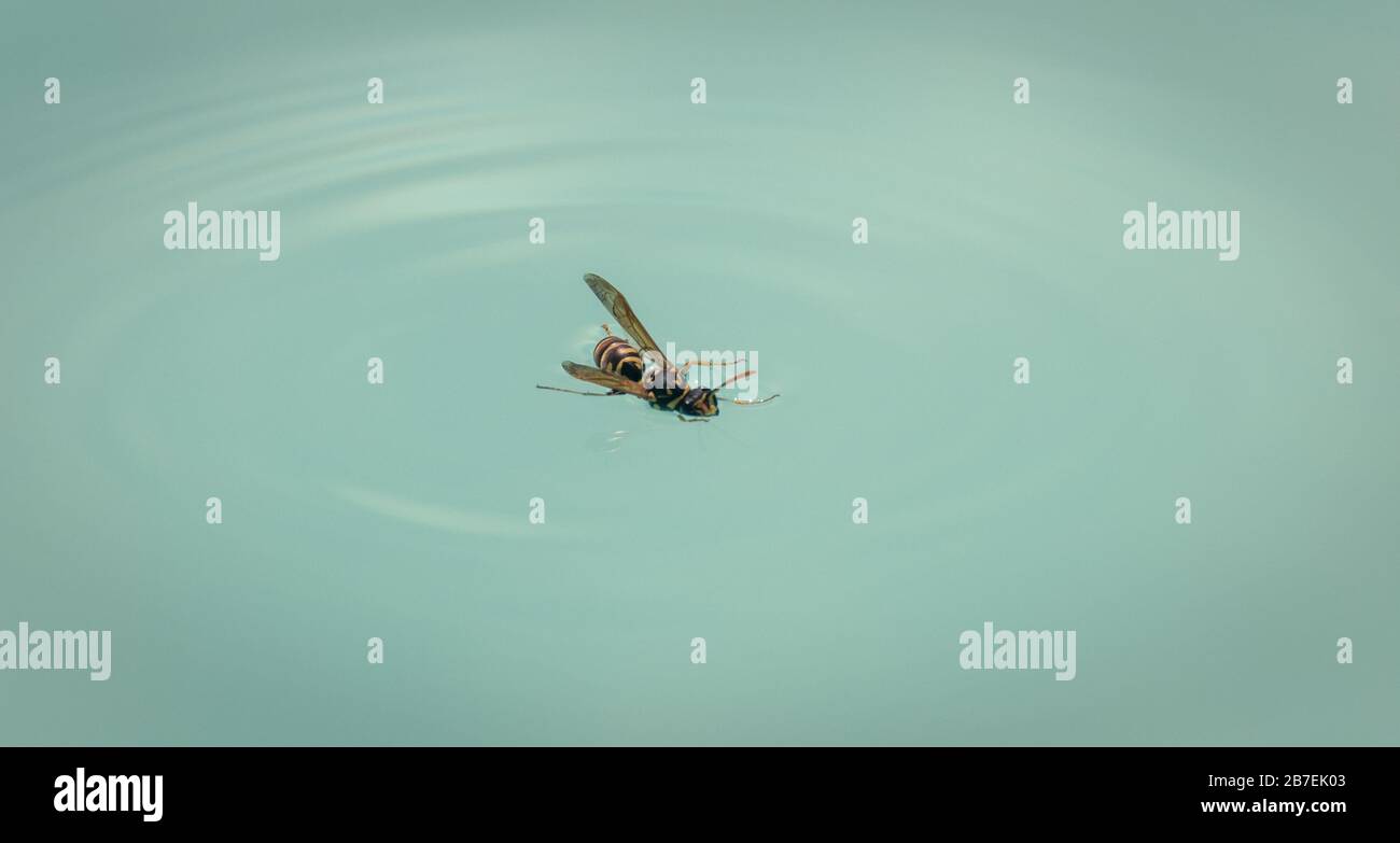 Macro of wasp in pool truggling not to drown Stock Photo - Alamy