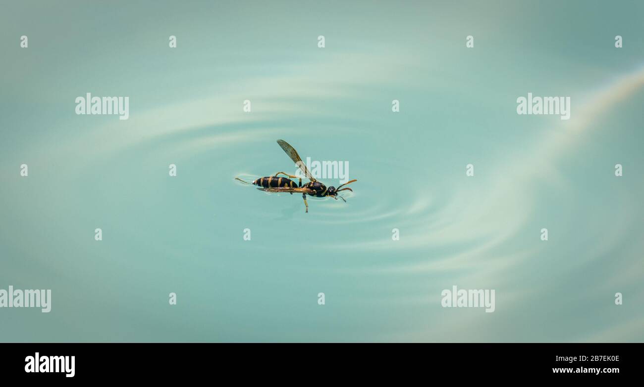 Macro of wasp in pool truggling not to drown Stock Photo - Alamy