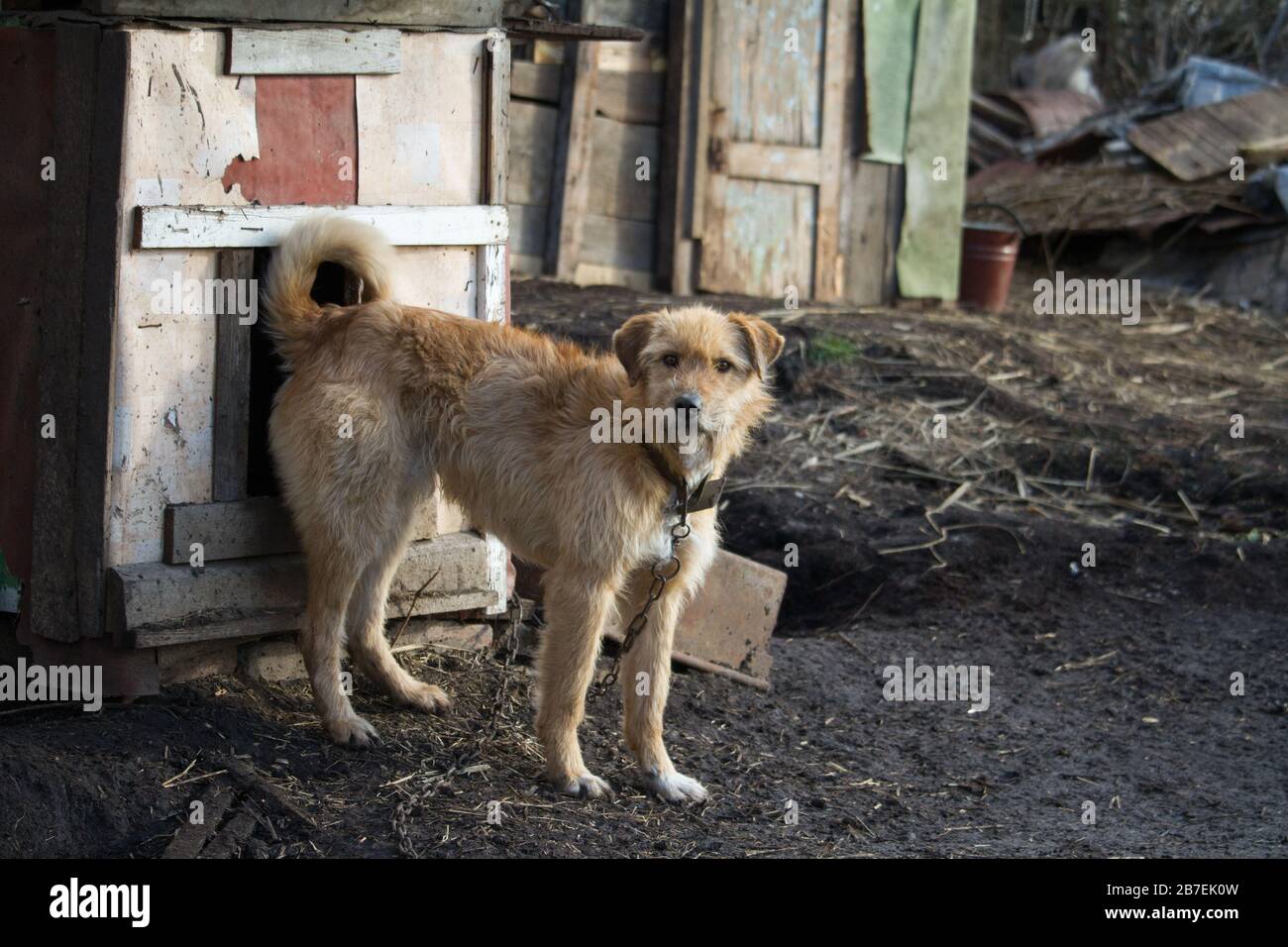 Chained up dog near wooden kennel, dog guards a house in the ...