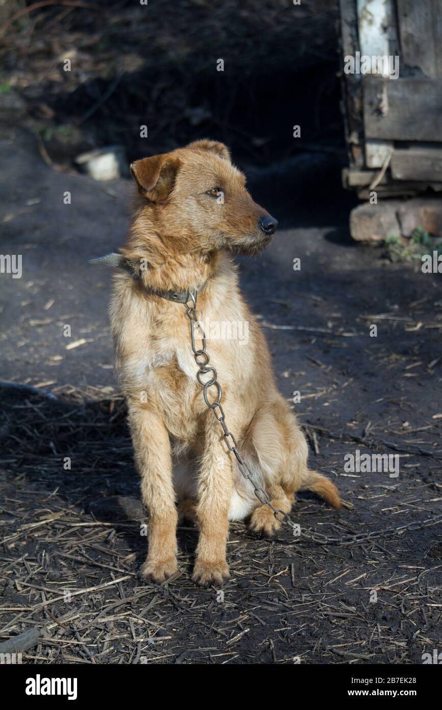 Chained up dog near wooden kennel, dog guards a house in the ...