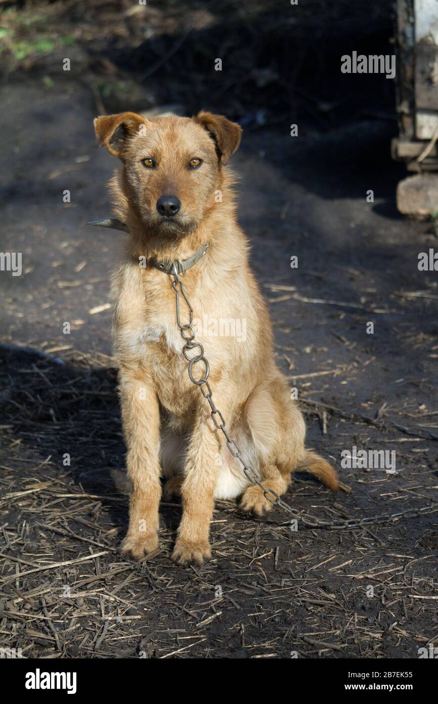 Chained up dog near wooden kennel, dog guards a house in the ...