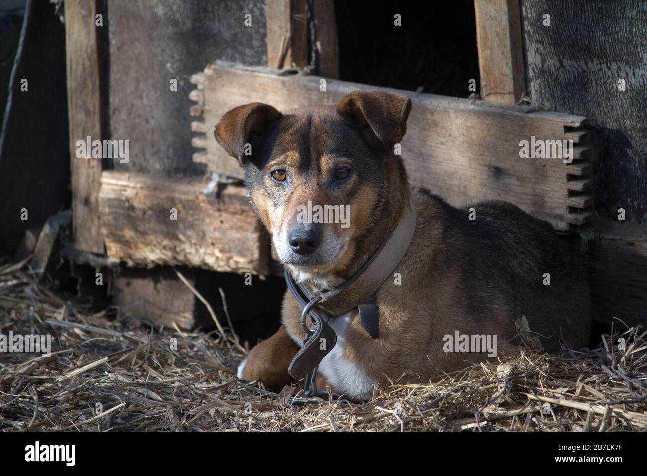 Chained up dog near wooden kennel, dog guards a house in the ...