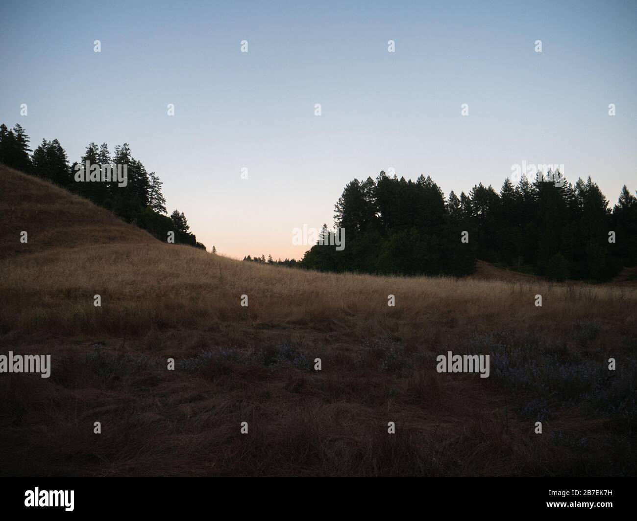 Valley landscape with grasses and trees on the field against a dusk sky ...