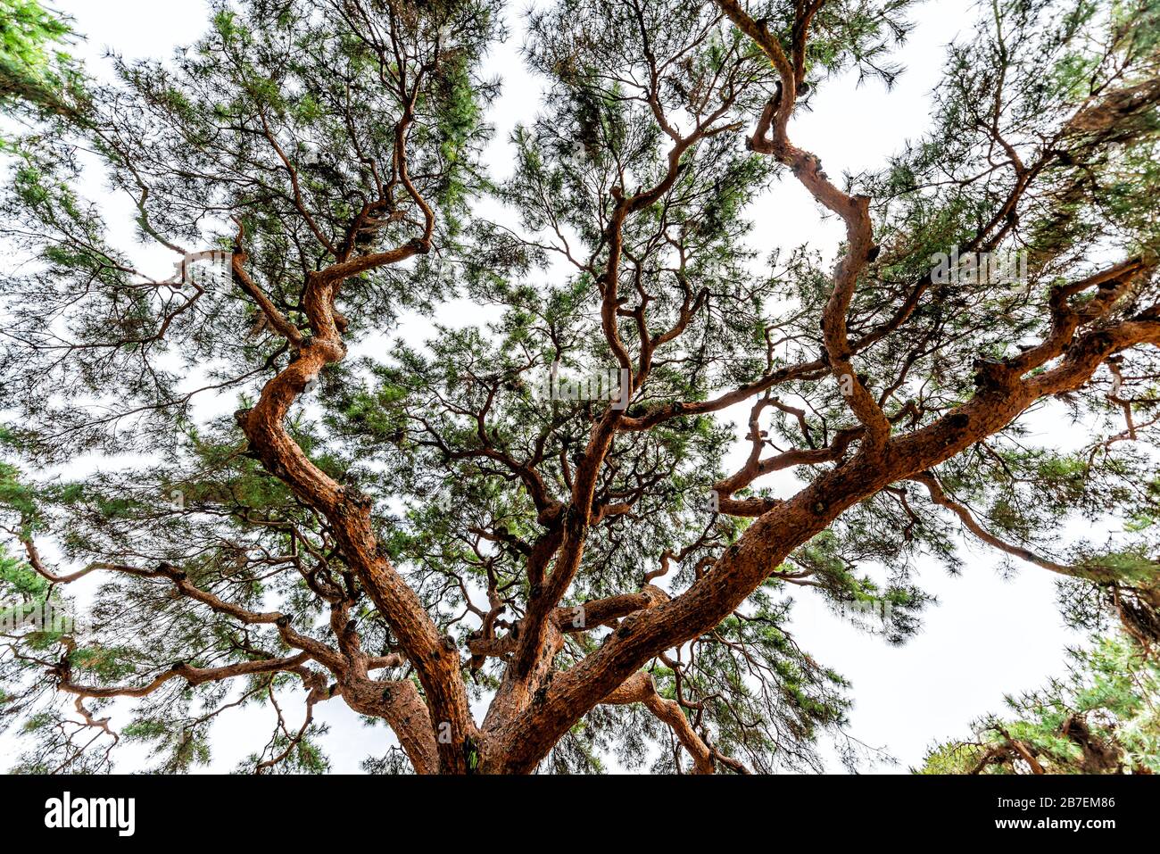 Kyoto Gyoen Japan near Imperial Palace with low angle looking up view ...