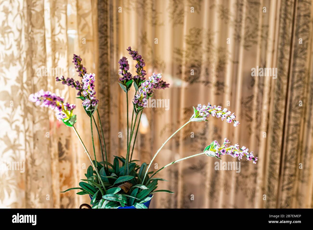 Purple flower divider hi-res stock photography and images - Alamy