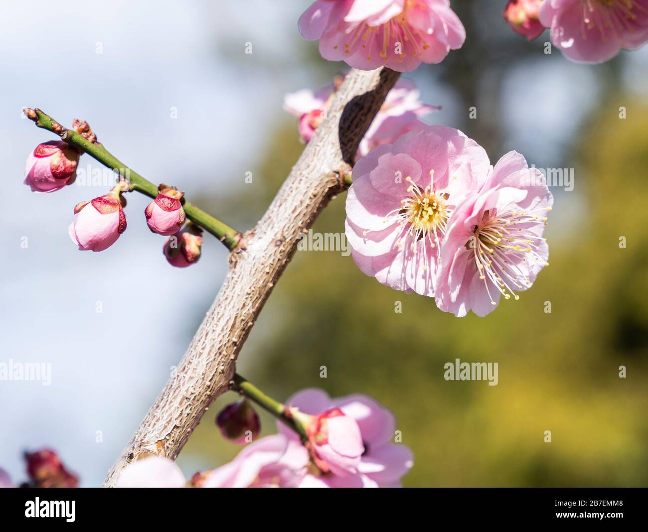 Japanese flowering apricot prunus mume hi-res stock photography and ...