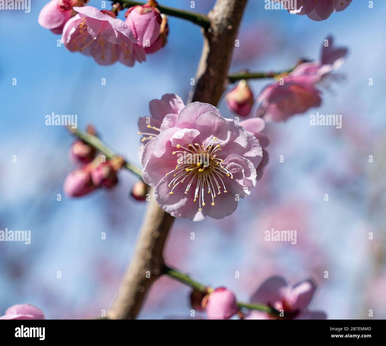 Japanese flowering apricot prunus mume hi-res stock photography and ...