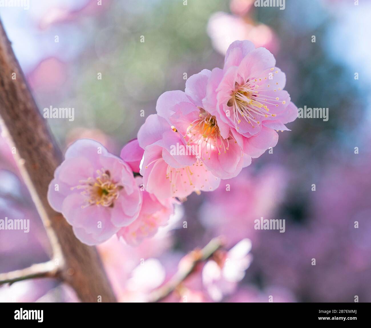 Japanese flowering apricot prunus mume hi-res stock photography and ...