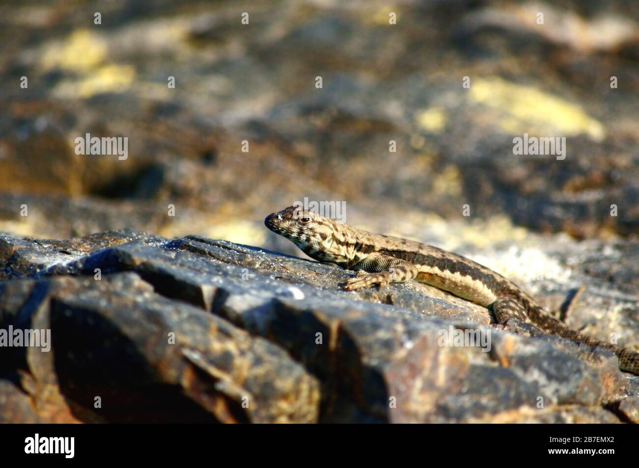 Atacama desert lizard hi-res stock photography and images - Alamy