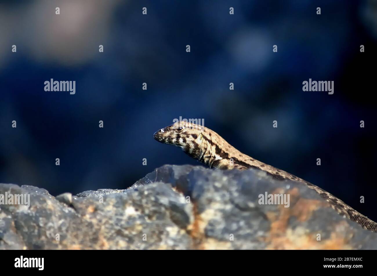 Atacama desert lizard hi-res stock photography and images - Alamy