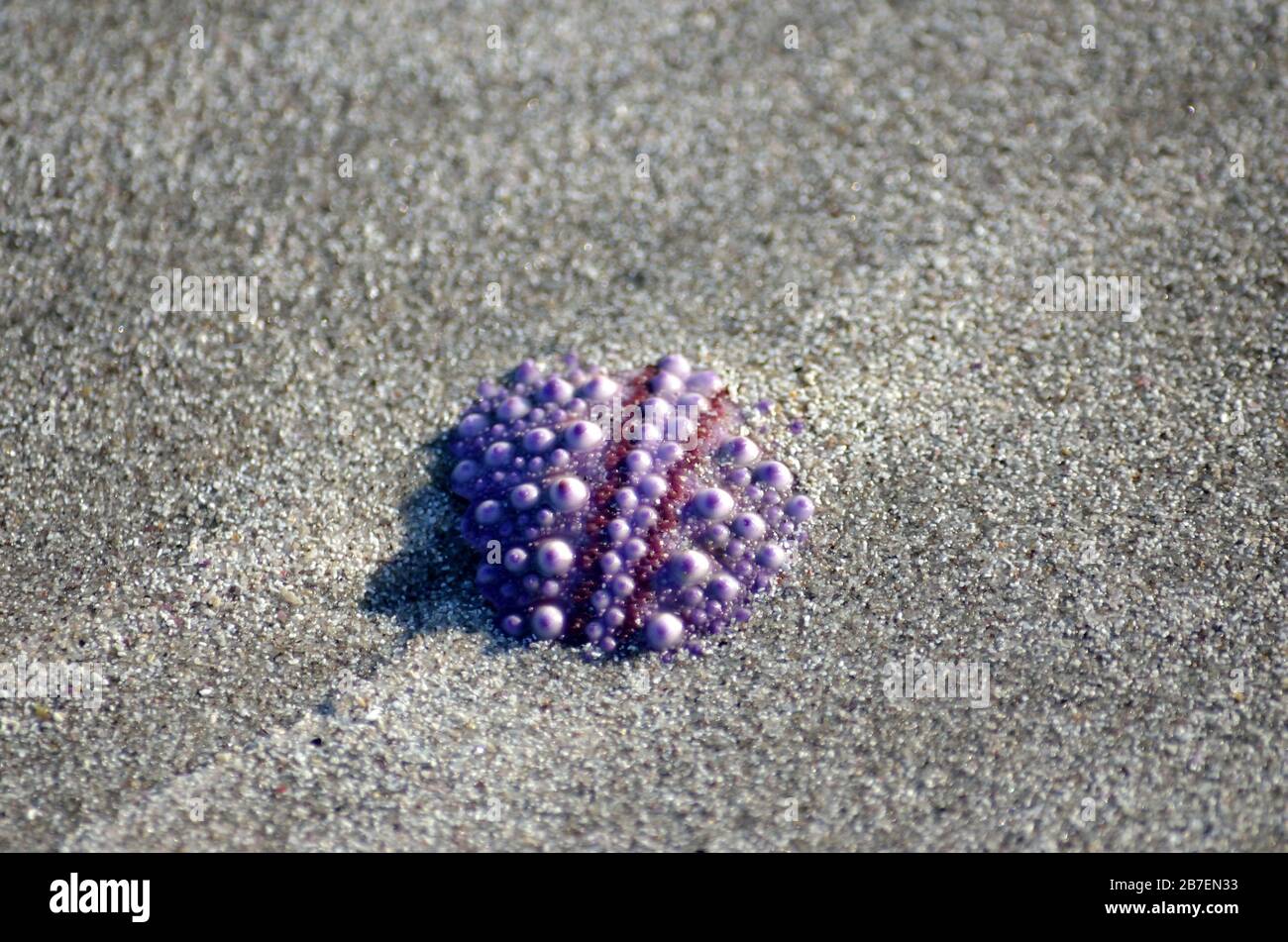 Little shells on the beach, Chile Stock Photo - Alamy