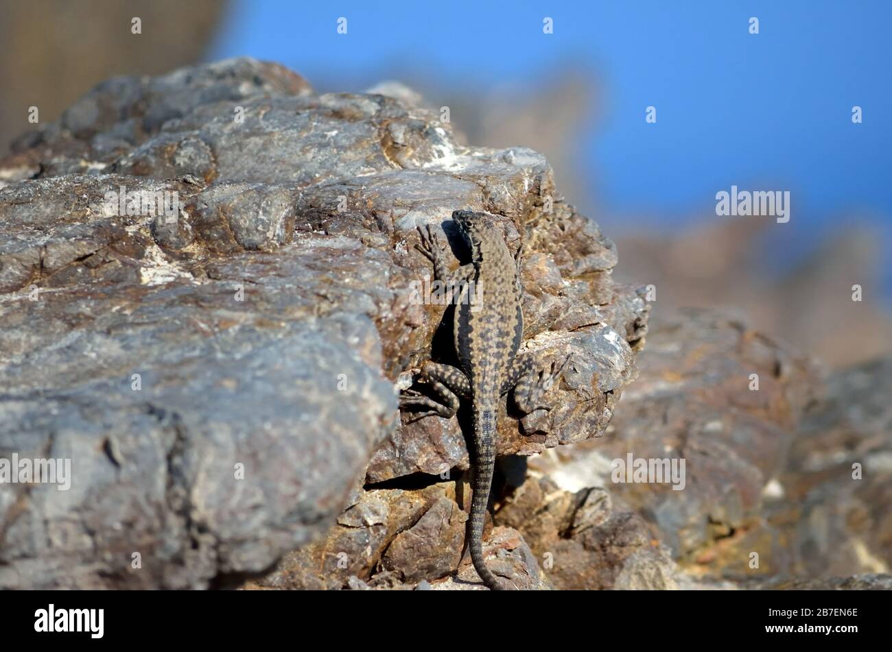 Atacama desert lizard hi-res stock photography and images - Alamy