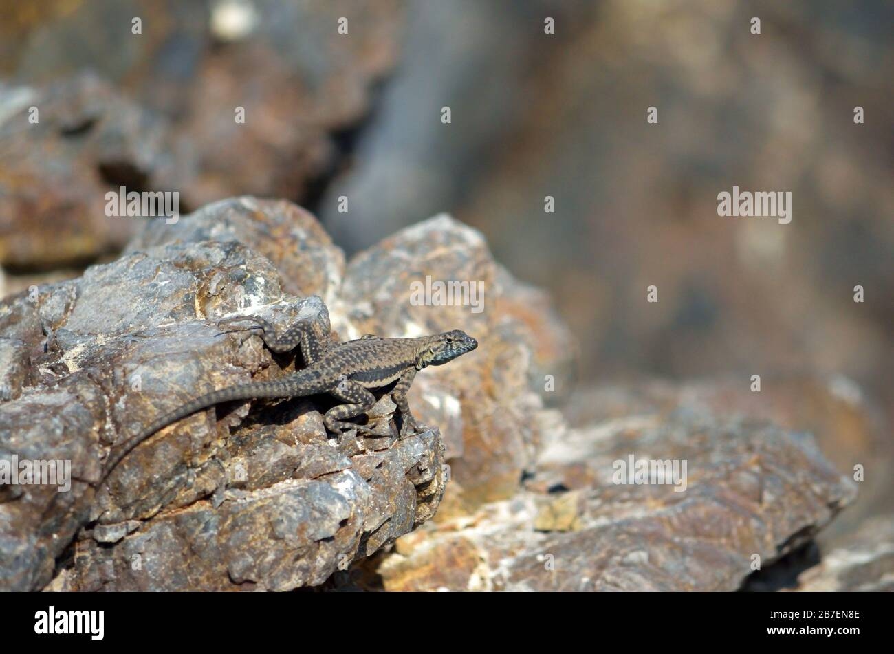 Lizard, Atacama Desert, Chile Stock Photo - Alamy