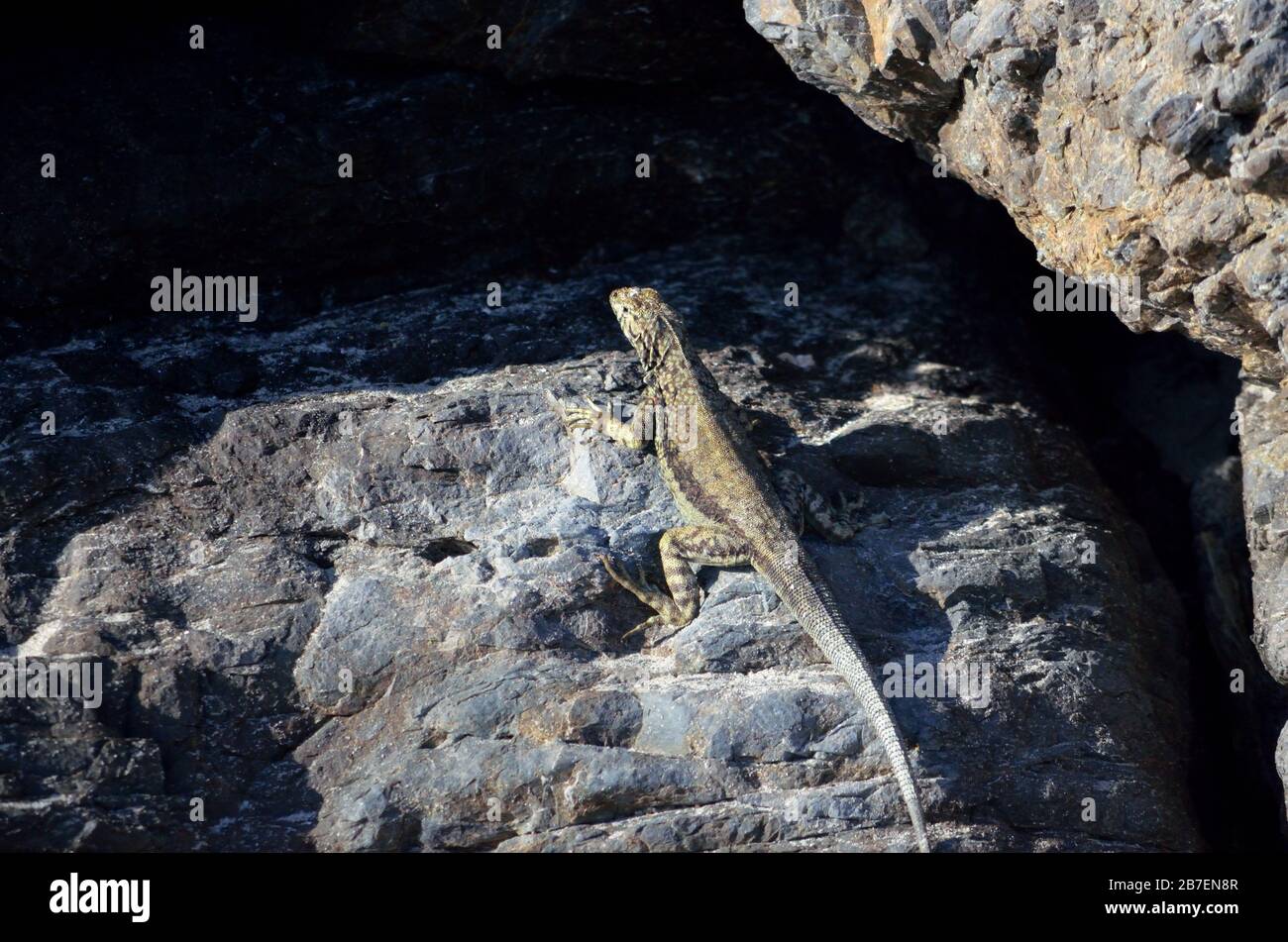 Lizard, Atacama Desert, Chile Stock Photo - Alamy