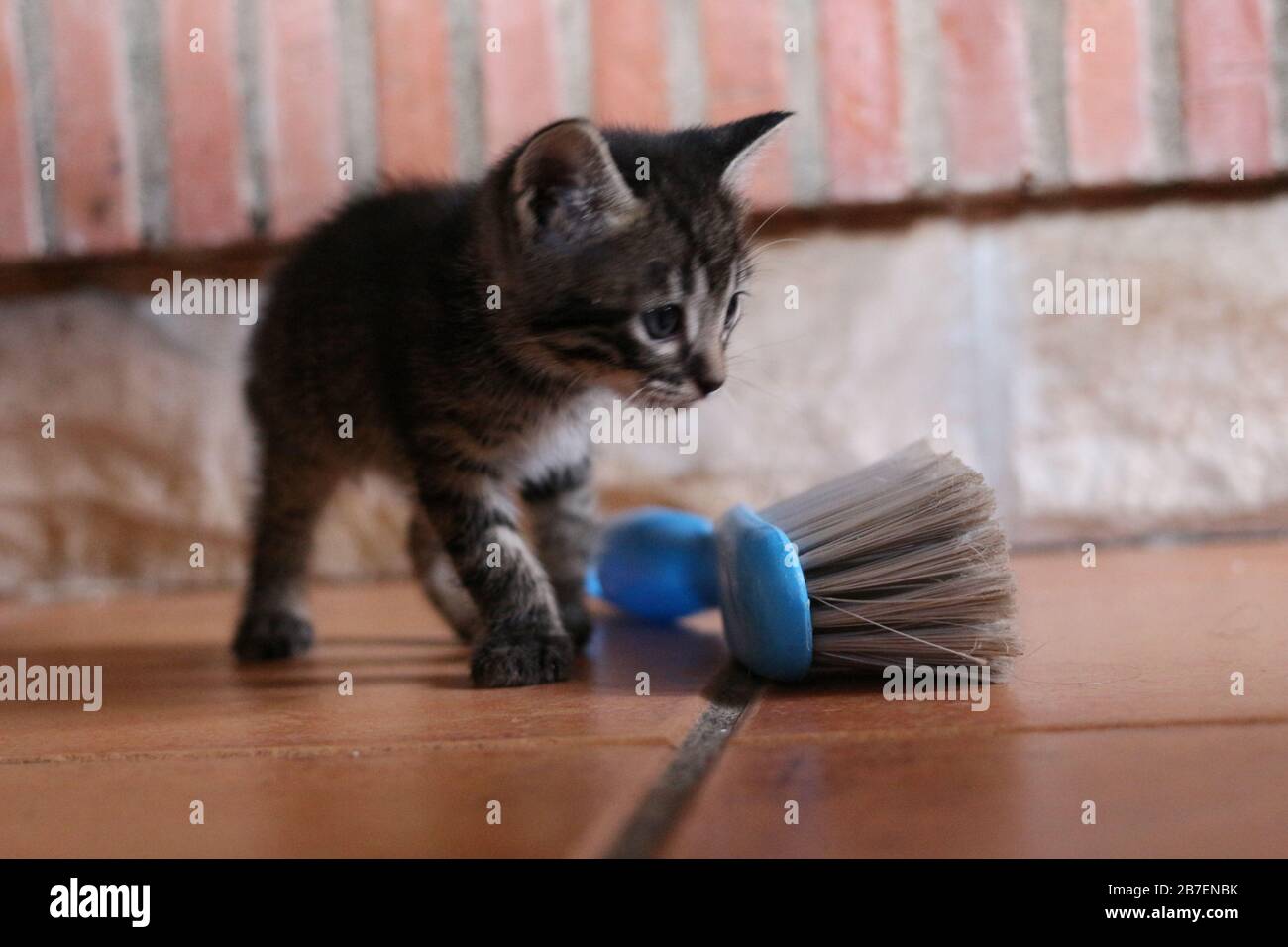 Kitten photo shooting after this amazing 5 cats born. Pictures taken 2 ...