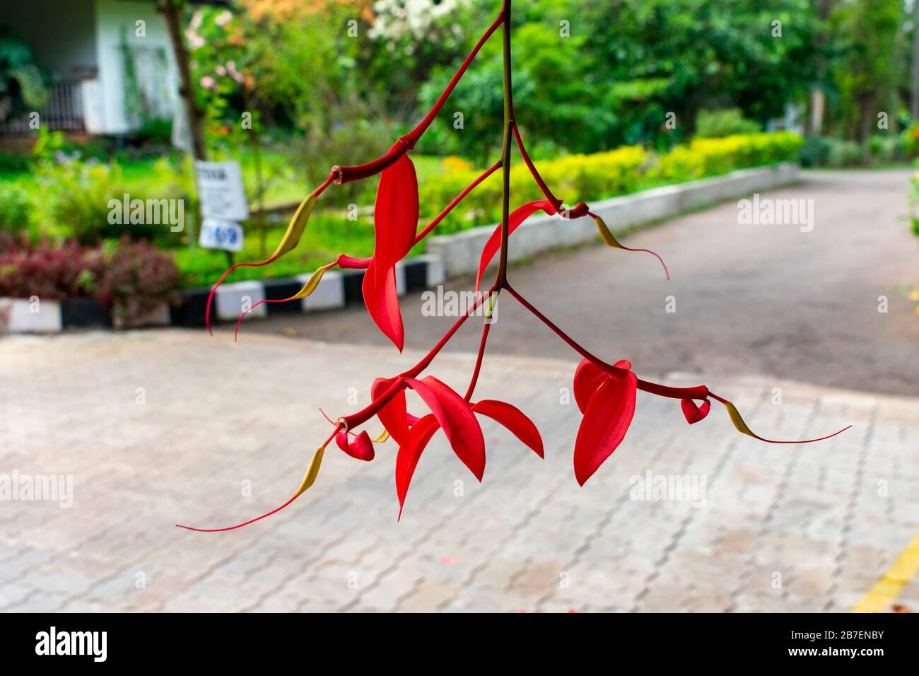 Indian red flower hi-res stock photography and images - Alamy