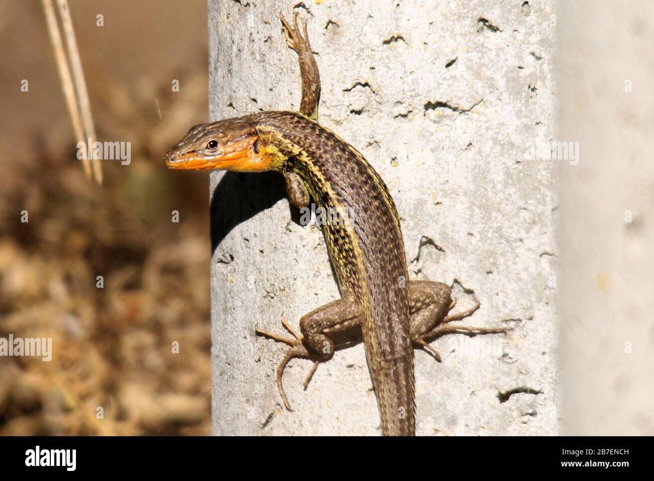 Leather lizard hi-res stock photography and images - Alamy