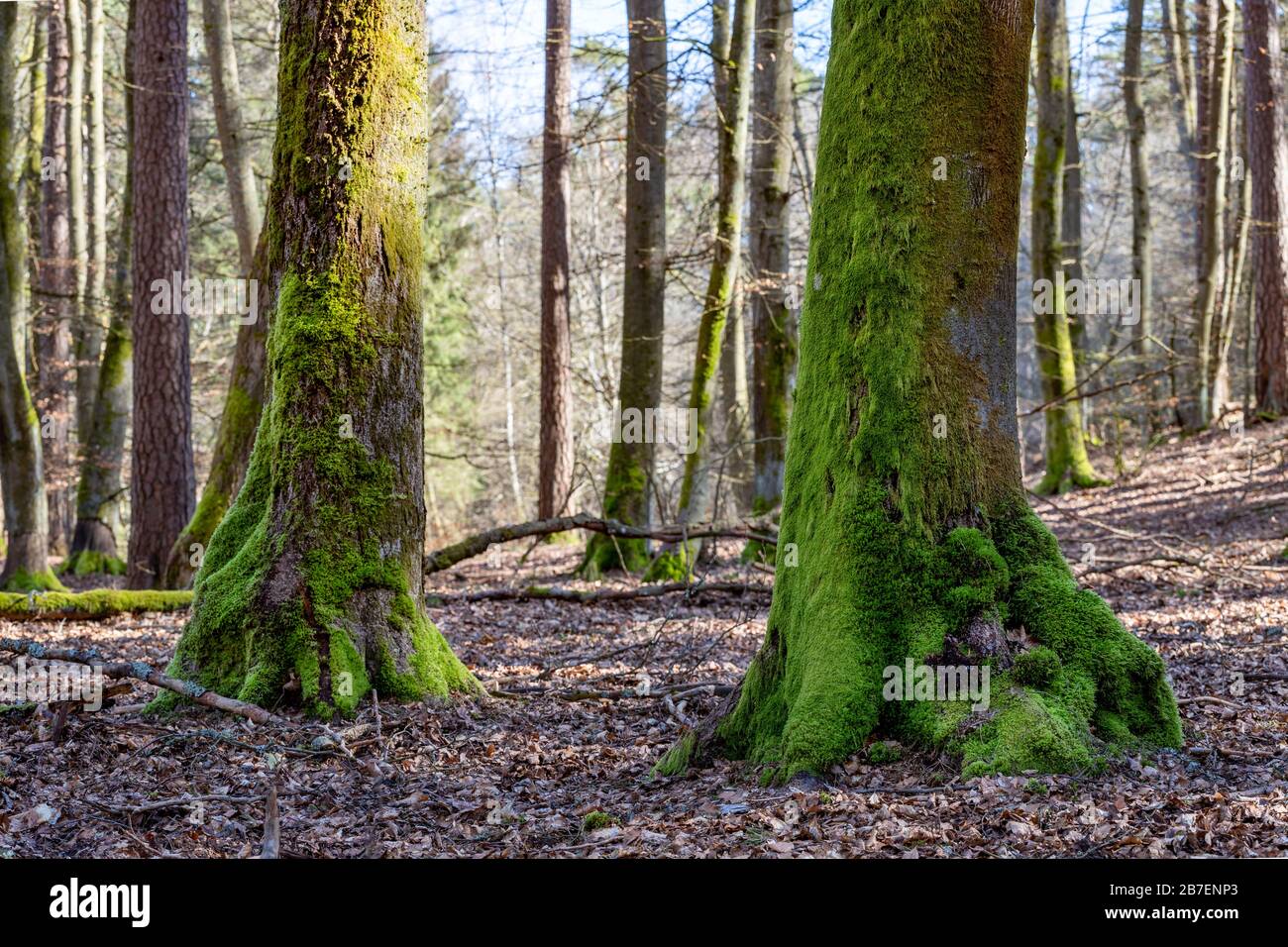 Old overgrown beech trees hi-res stock photography and images - Alamy
