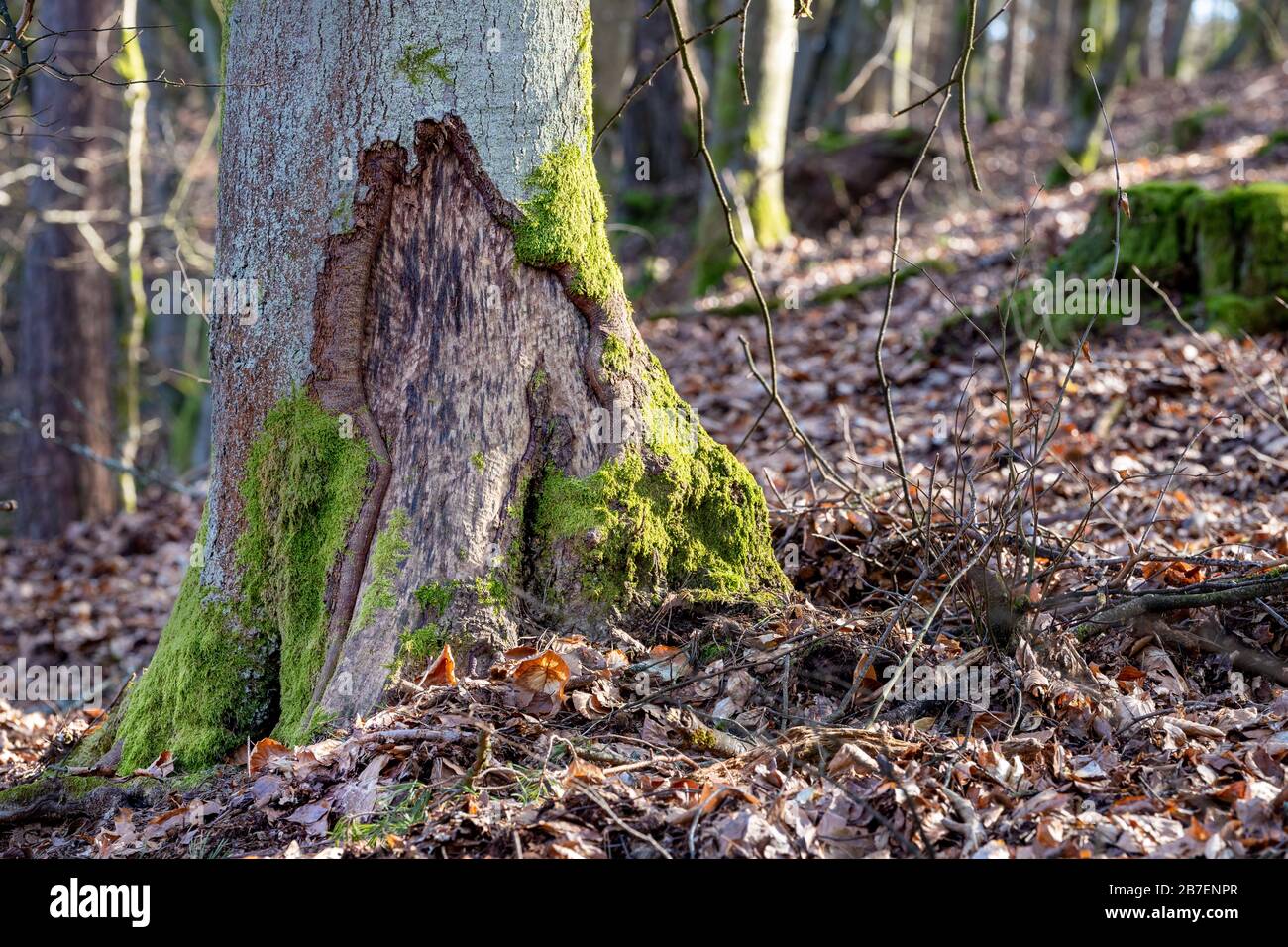 Fresh beaver tracks in the deciduous forest. Rodent destroyed by tree ...