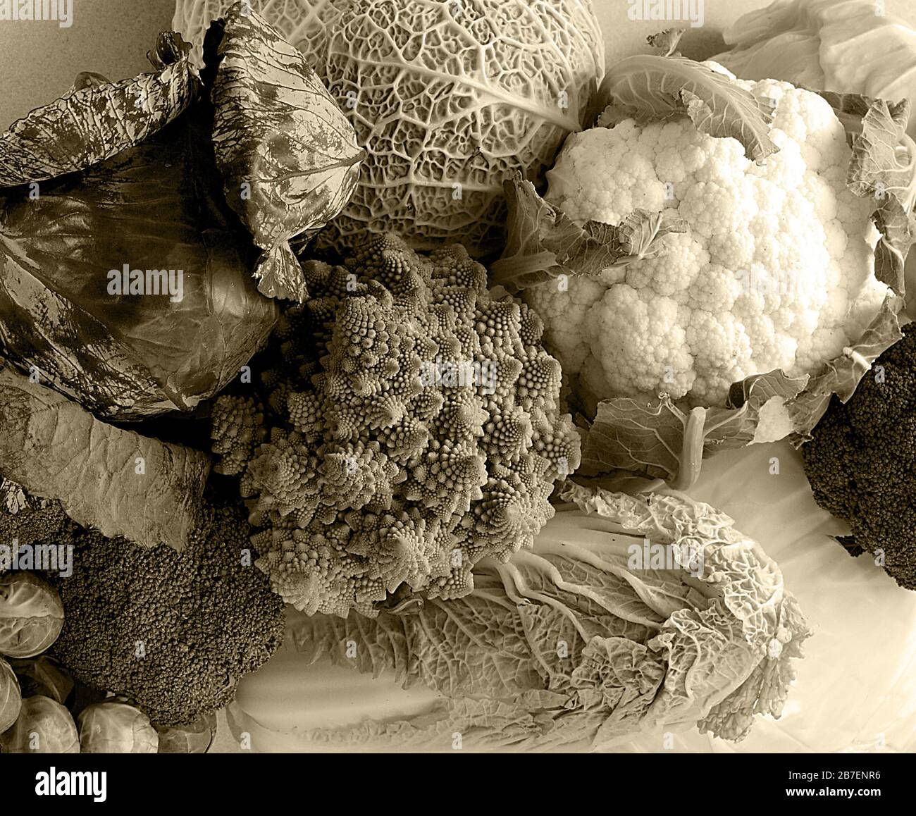 Leafy spread hi-res stock photography and images - Alamy