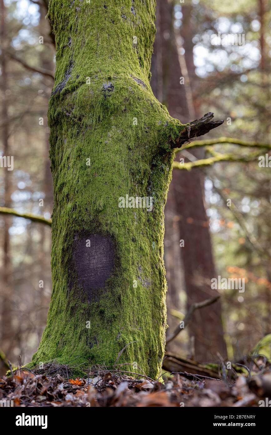 Old overgrown beech trees hi-res stock photography and images - Alamy