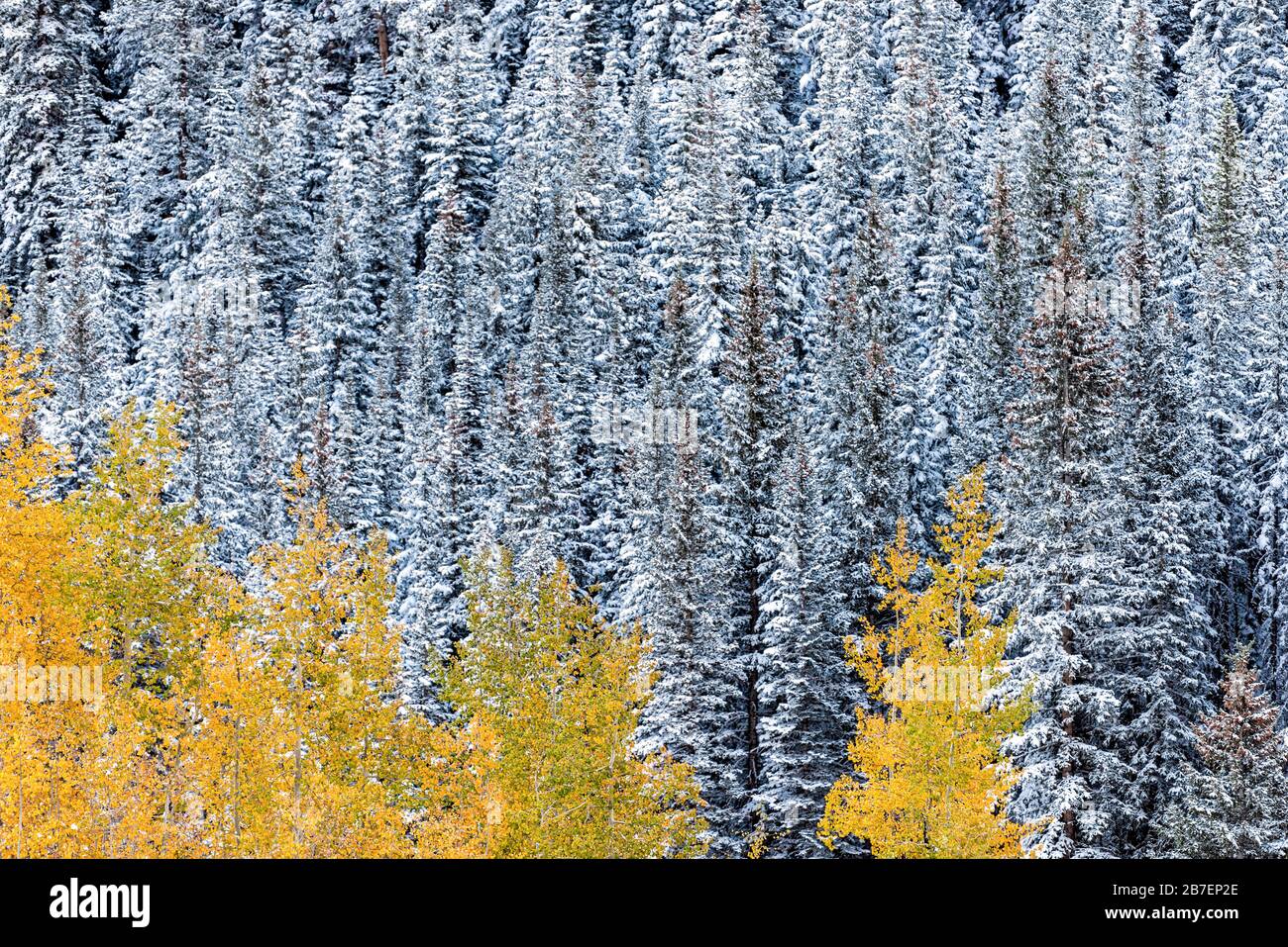 Maroon Bells pine trees and yellow fall foliage in Aspen, Colorado ...