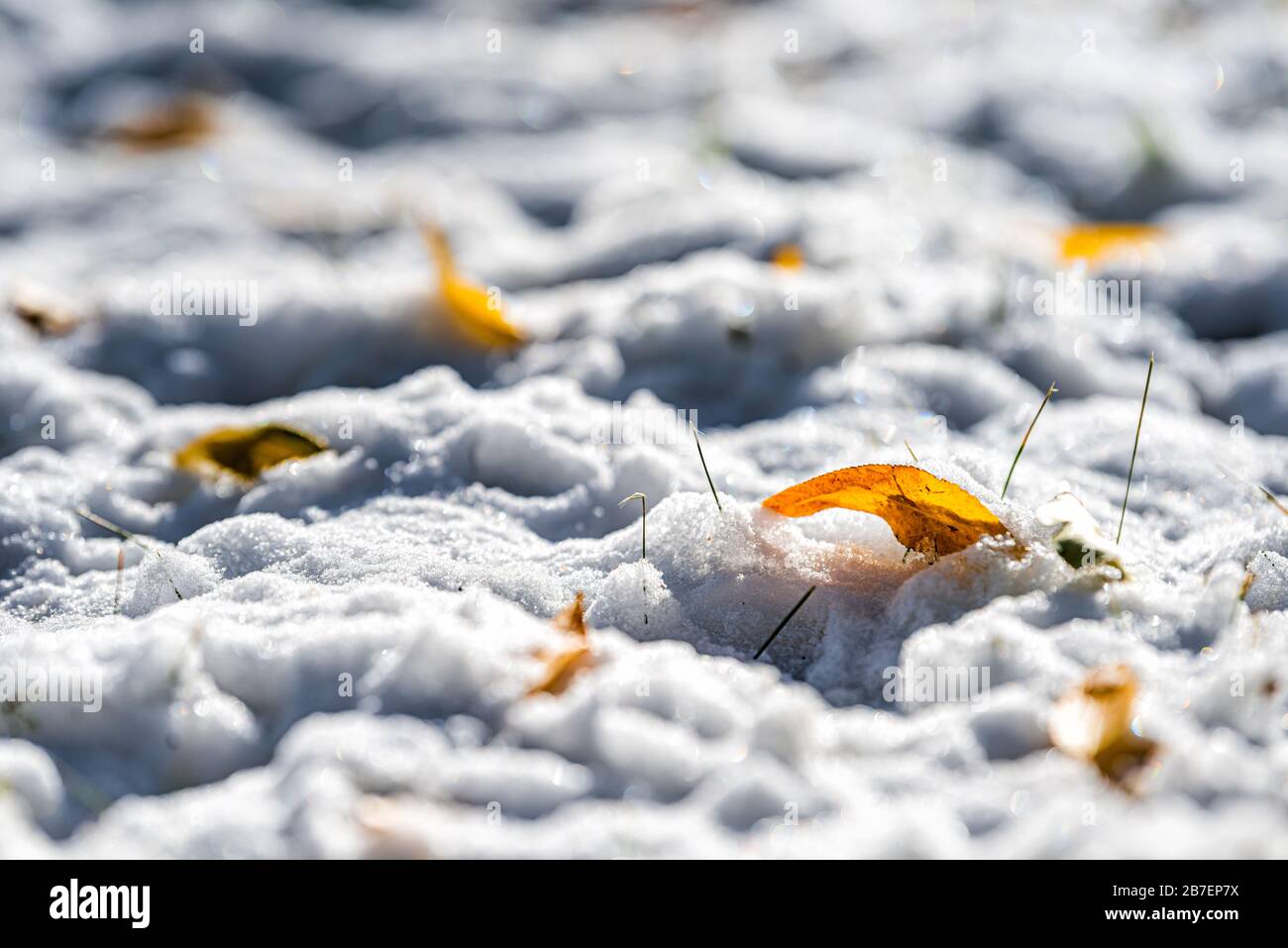 Aspen leaf snow hi-res stock photography and images - Alamy