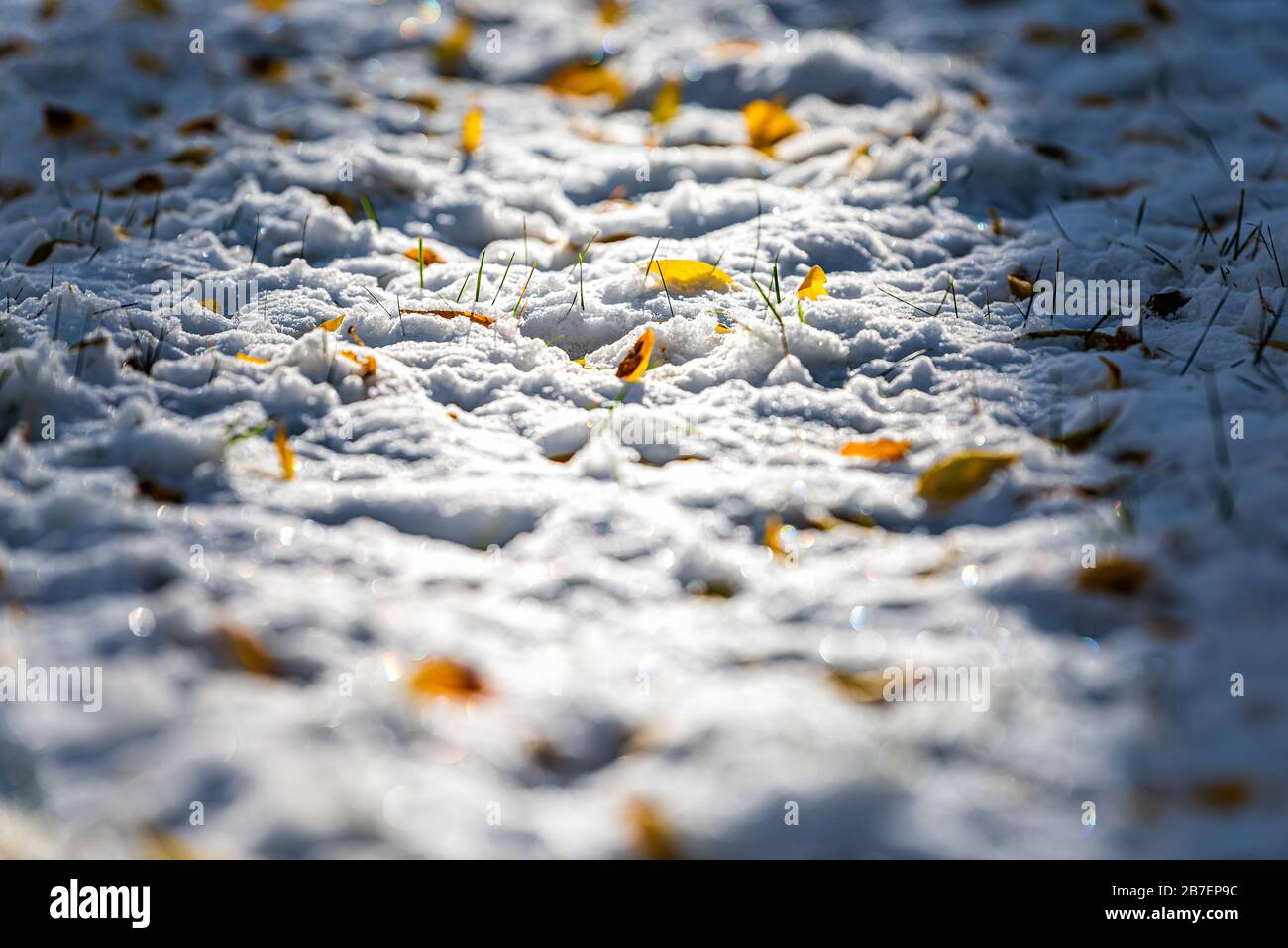 Aspen leaf snow hi-res stock photography and images - Alamy