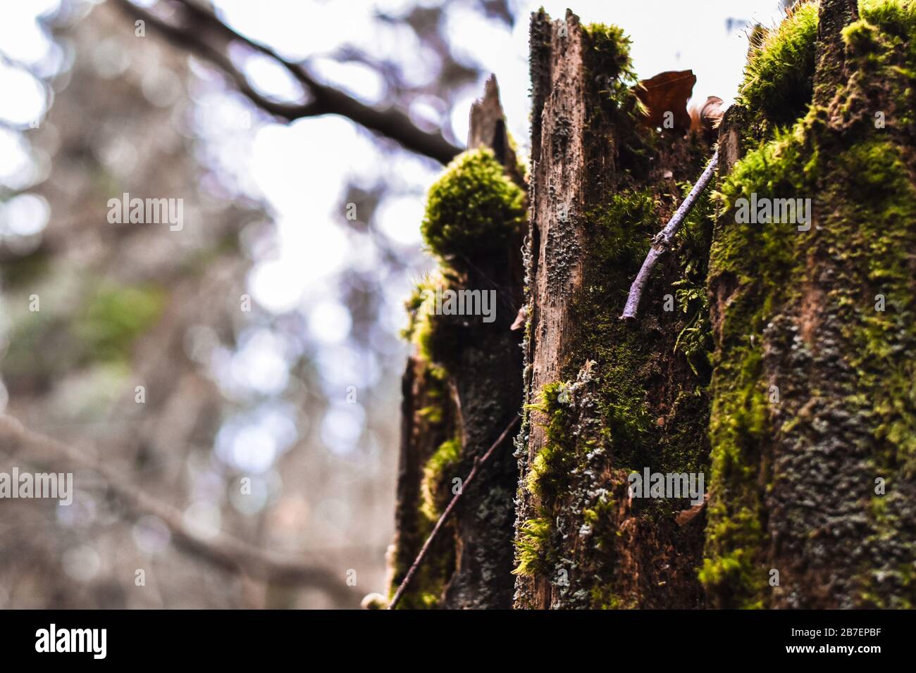 Mossy Tree Stump Stock Photo - Alamy