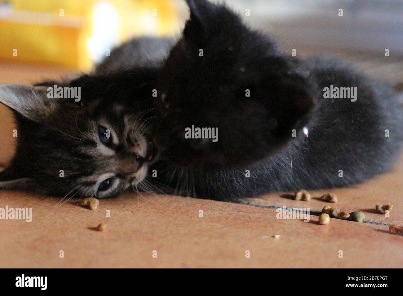 Kitten photo shooting after this amazing 5 cats born. Pictures taken 2 ...