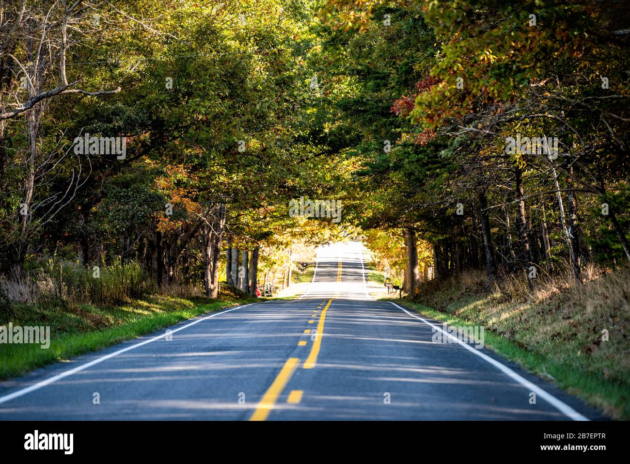 View of road trees tunnel with nobody leading to forest in appalachian ...