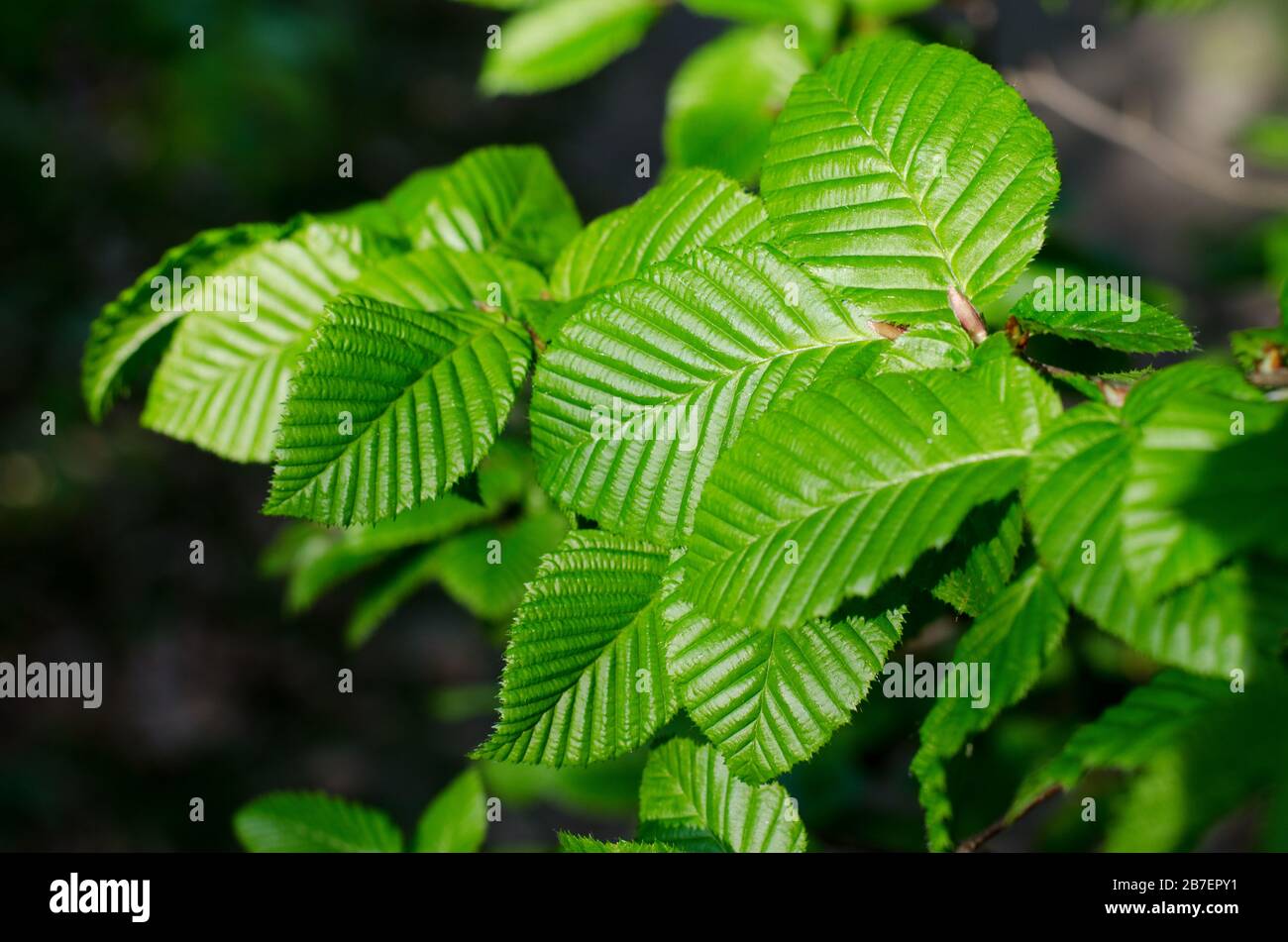 Fresh green Corylus leaves. Juicy Hazelnut leaves in the forest. Spring ...