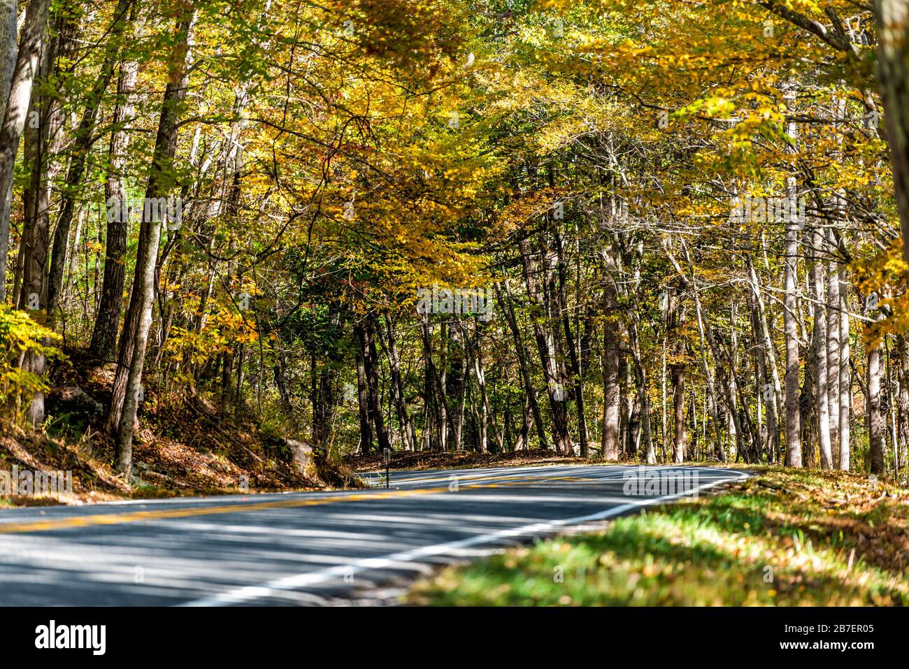 View of road trees with nobody leading to forest woods in appalachian ...
