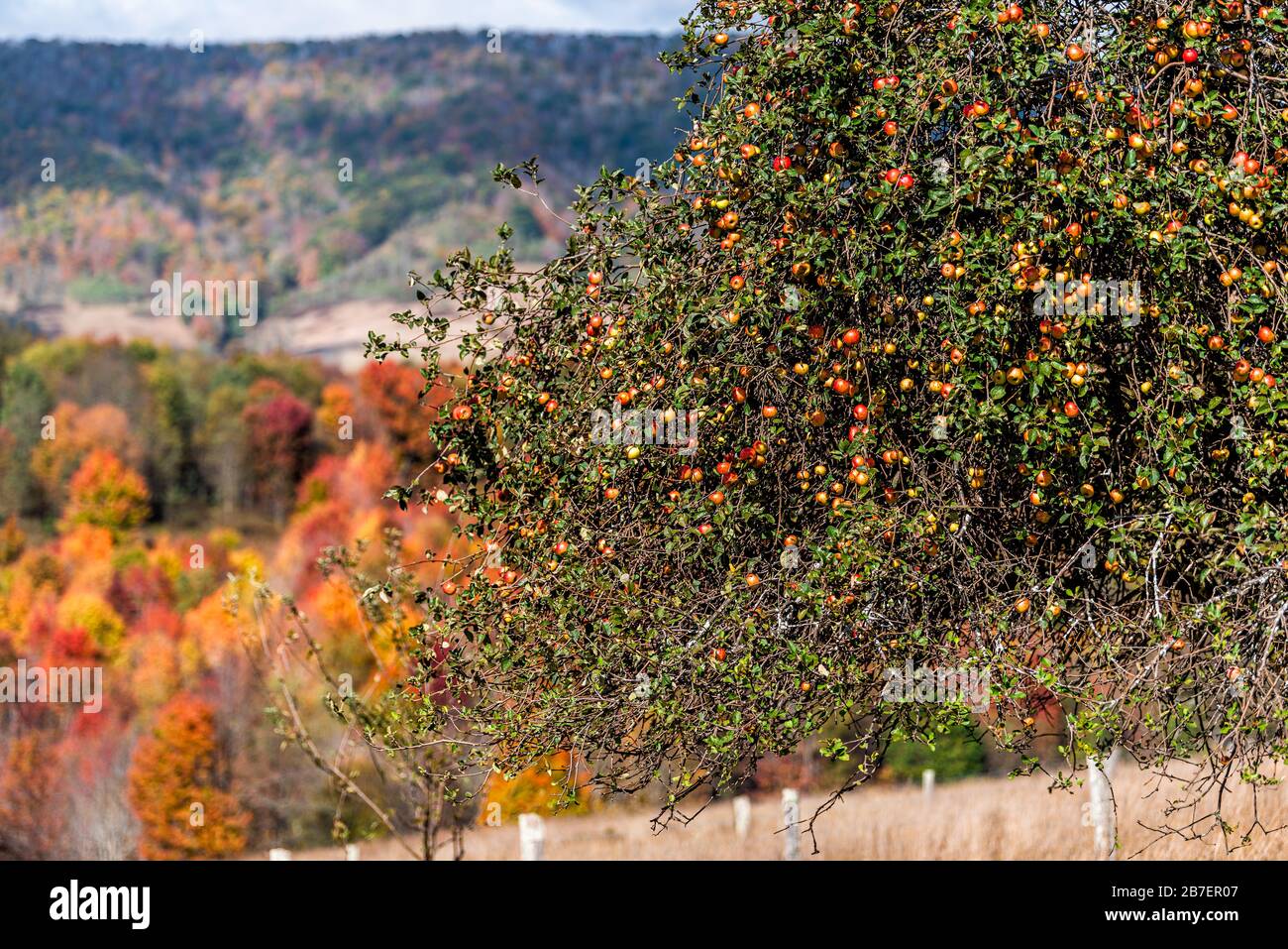 Autumn maple trees in background with closeup of large apple orchard ...