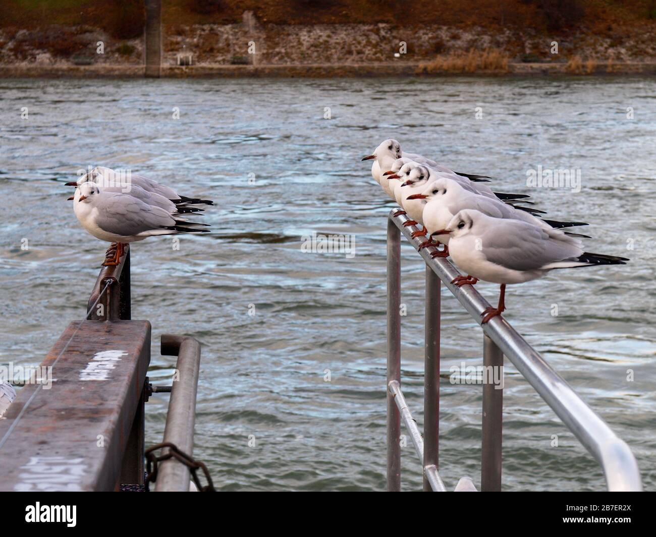River dock basel hi-res stock photography and images - Alamy