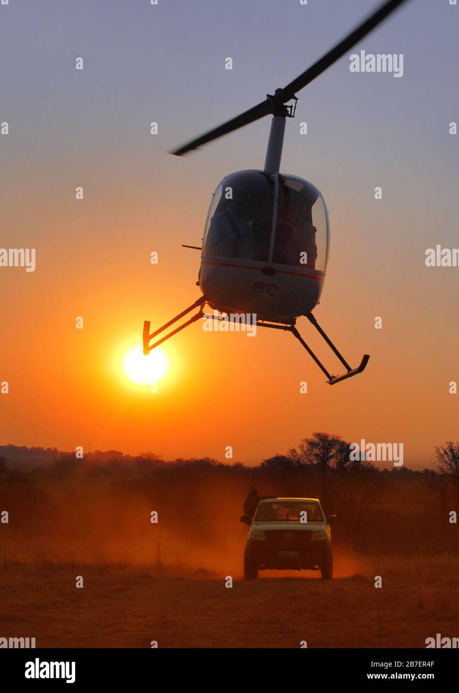 A silhouetted Robinson R22 mustering helicopter at sunset, flying over ...