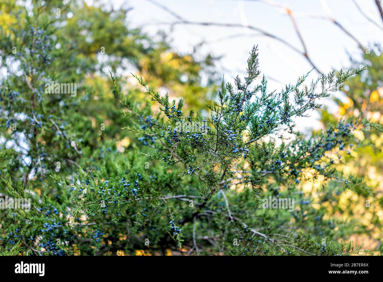 Juniper berry tree hi-res stock photography and images - Alamy