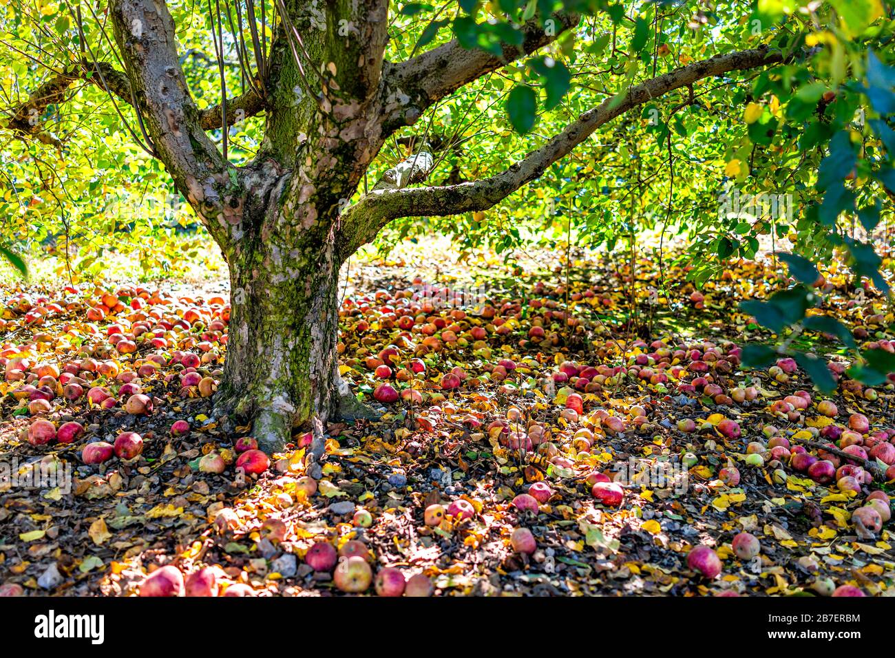 Fairy tale farm hi-res stock photography and images - Alamy